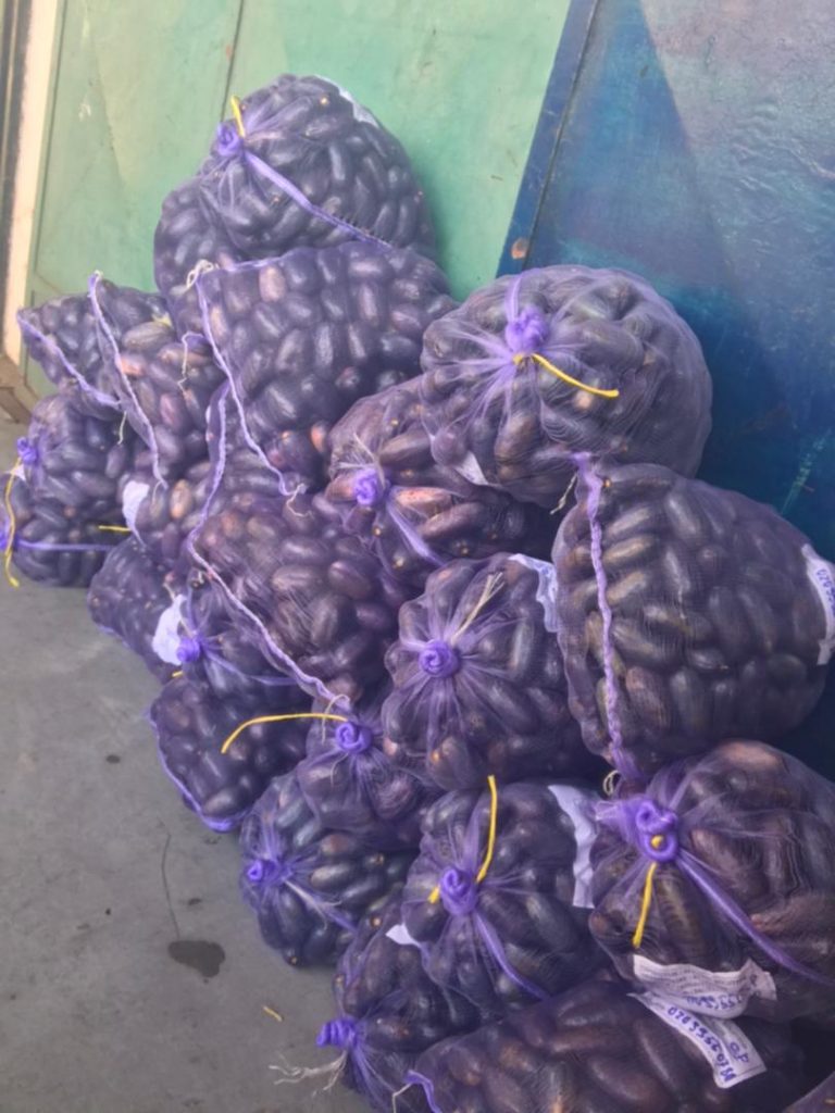 African or Bush Pear/ Plums (Dacryodes edulis) – MINI CAM AGRO ...